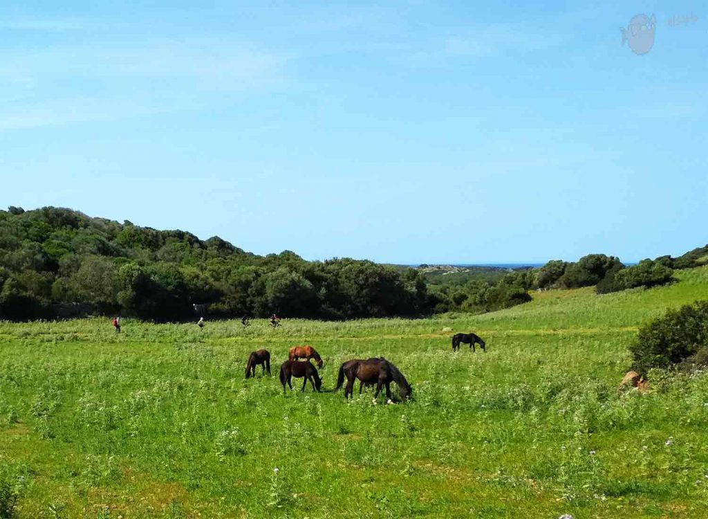 Cómo hacer el Cami de Cavalls: La planificación - Tu Guía Outdoor de ...